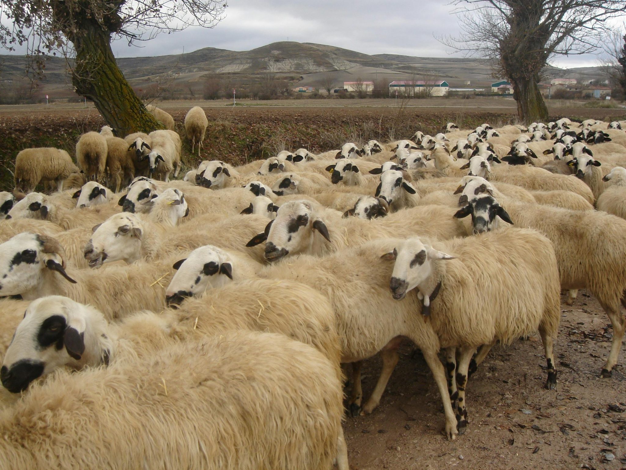 Event Planning & Retreats - Shepherd to Shepherd